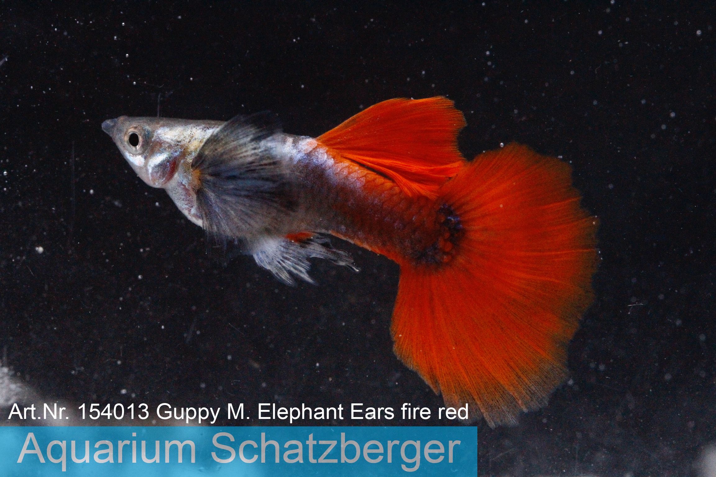 Guppy M. Elephant Ears fire red - Aquarium Schatzberger GmbH & Co KG ...